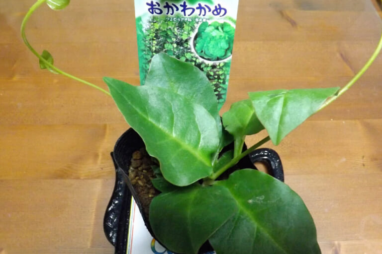 おかわかめは栄養満点のスーパーフード！主な栄養素やおいしく食べる方法を紹介｜PREZO(プレゾ) - 北海道のお取り寄せグルメと産直通販