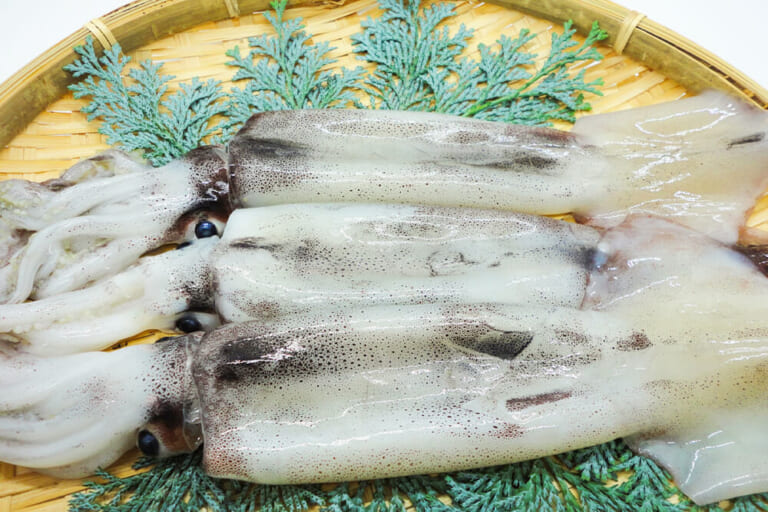 これで見わけられる！スルメイカとヤリイカの違いを解説｜PREZO(プレゾ) - 北海道のお取り寄せグルメと産直通販