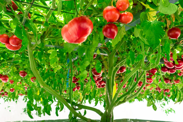 北海道のギネス世界記録はいくつある？面白いギネス世界記録11選！｜PREZO(プレゾ) - 北海道のお取り寄せグルメと産直通販