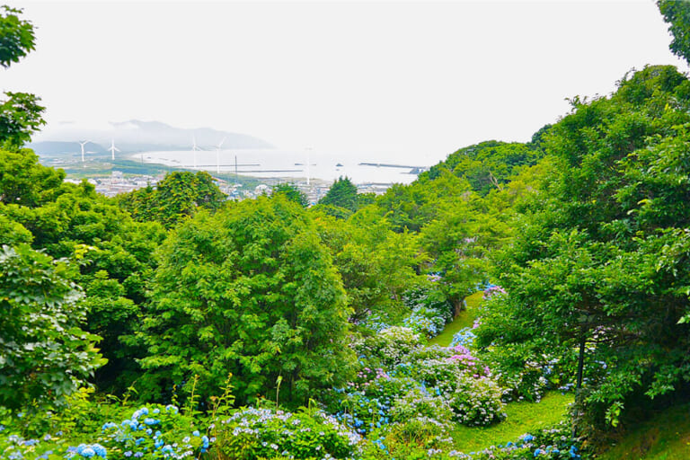 北海道のあじさい名スポット11選！各スポットの見どころやあじさいの魅力を紹介｜PREZO(プレゾ) - 北海道のお取り寄せグルメと産直通販