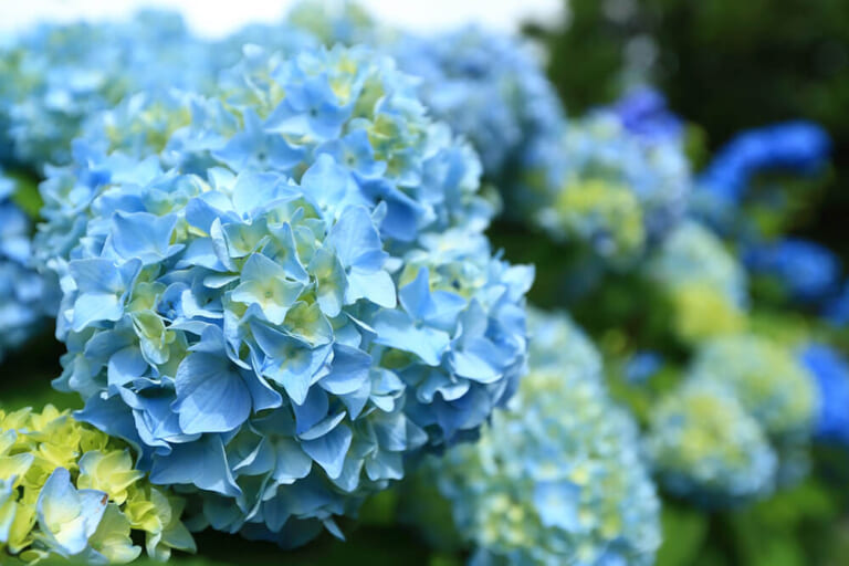 北海道のあじさい名スポット11選！各スポットの見どころやあじさいの魅力を紹介｜PREZO(プレゾ) - 北海道のお取り寄せグルメと産直通販
